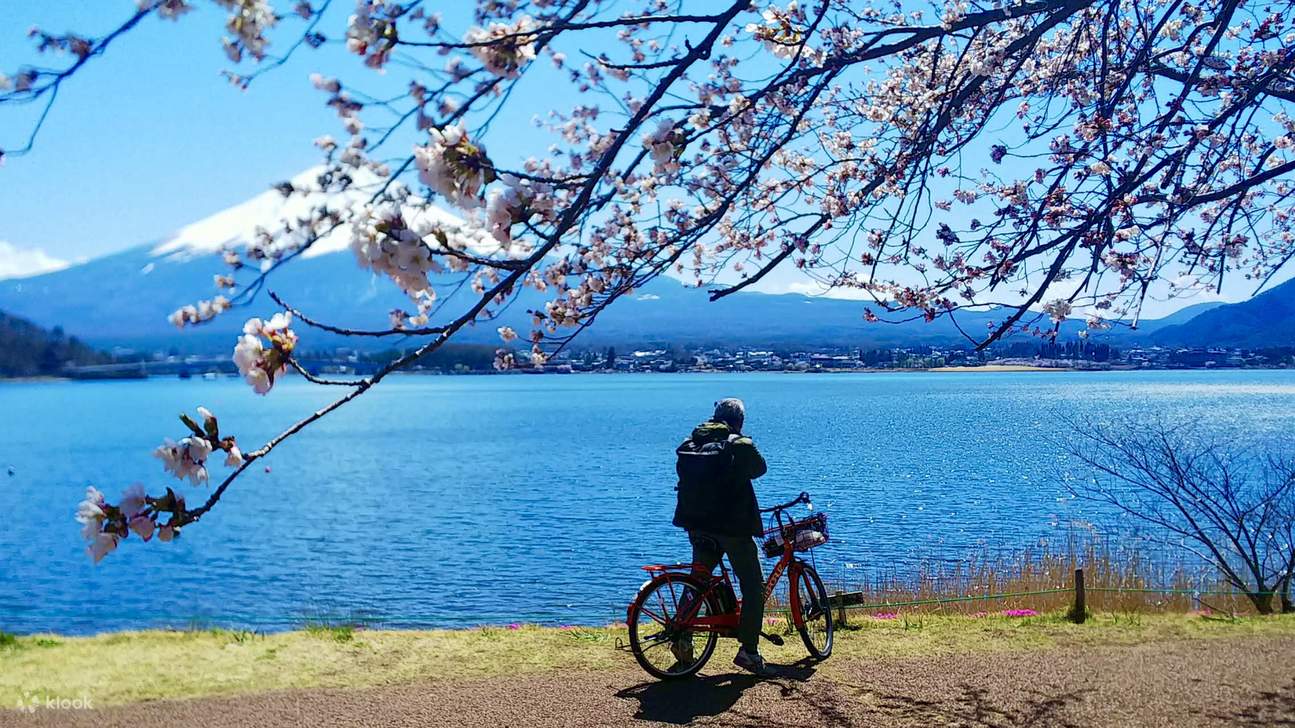 Mount Fuji Cherry Blossoms & Hakone One-Day Tour, Lake Kawaguchi Oishi ...